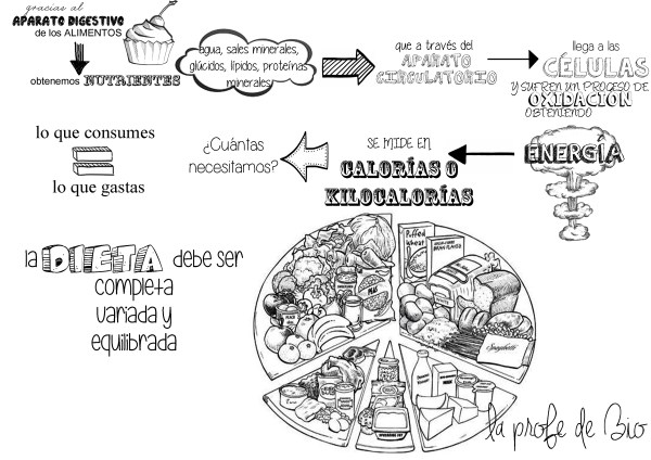 La alimentación humana | La profe de Bio